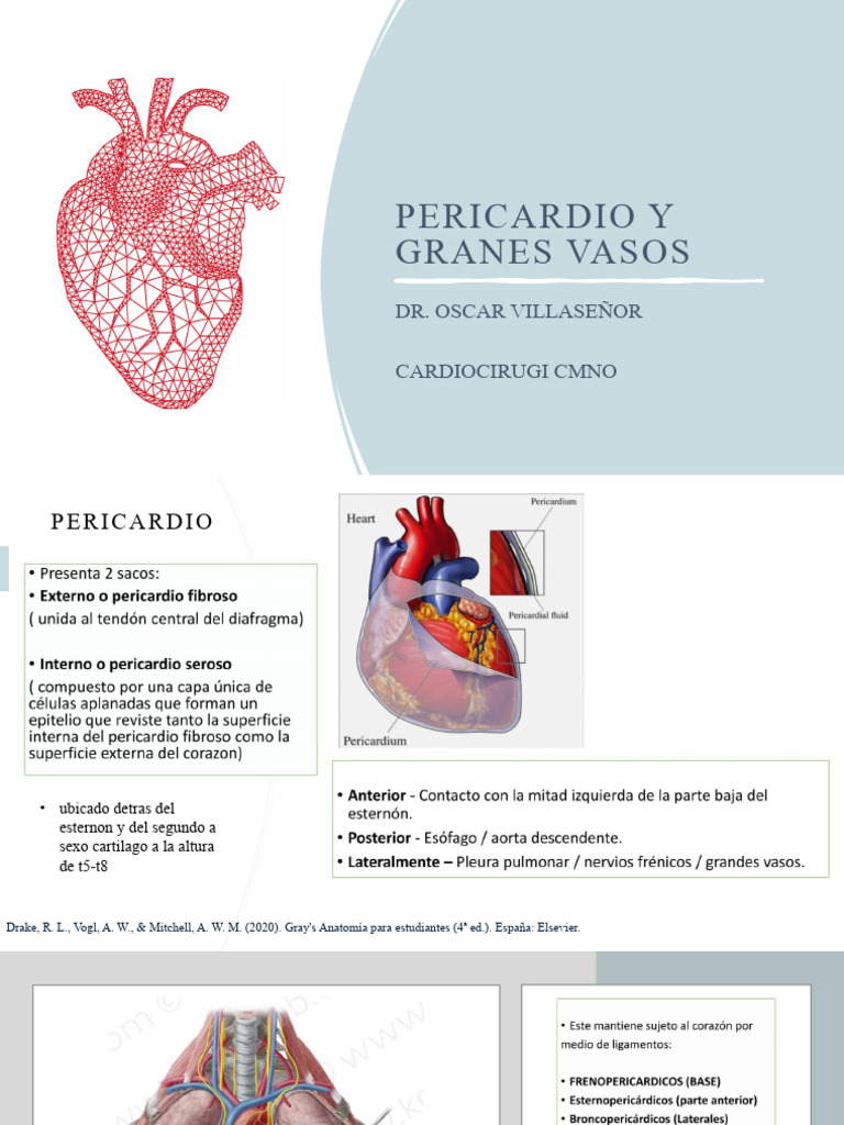 Anatomia Pericardio y Grandes Vasos | PDF | Pulmón | Aorta