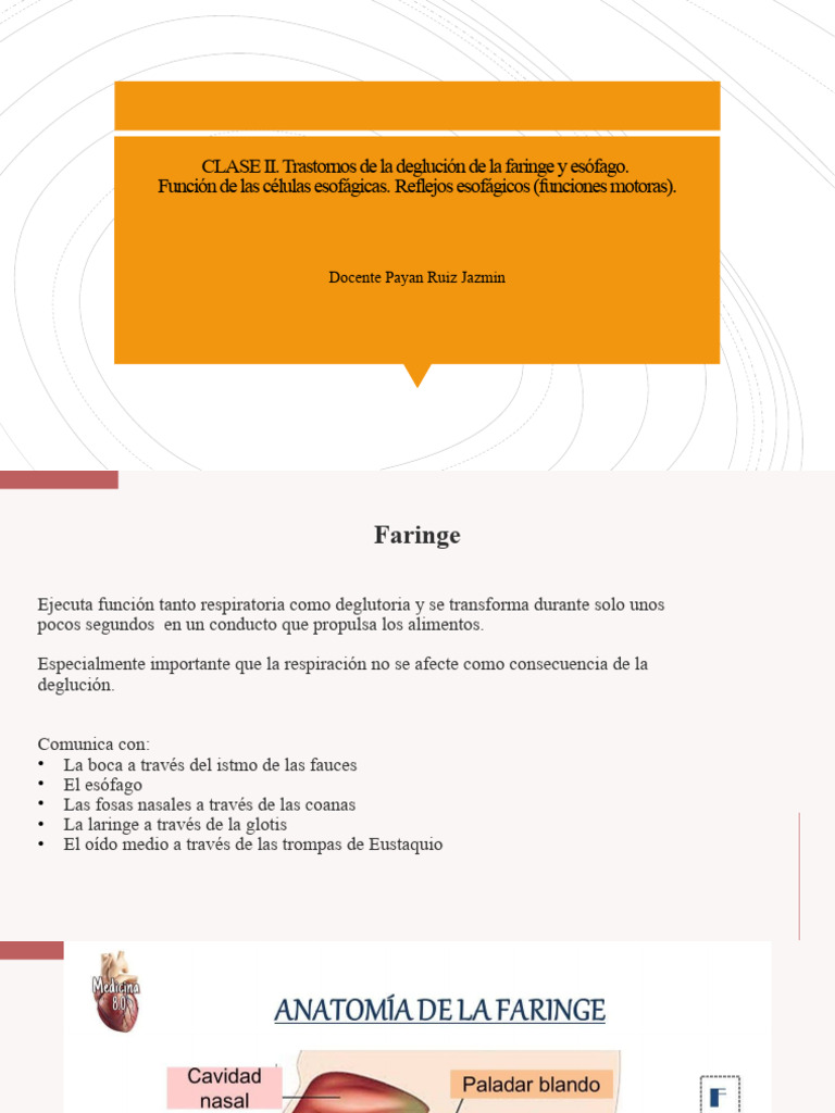 Faringe y Esofago | PDF | Esófago | Estómago