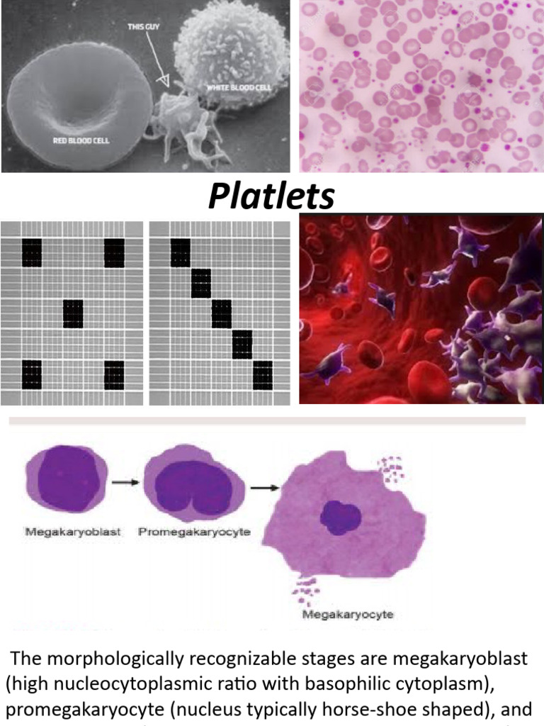 Platelets | PDF | Platelet | Diseases And Disorders