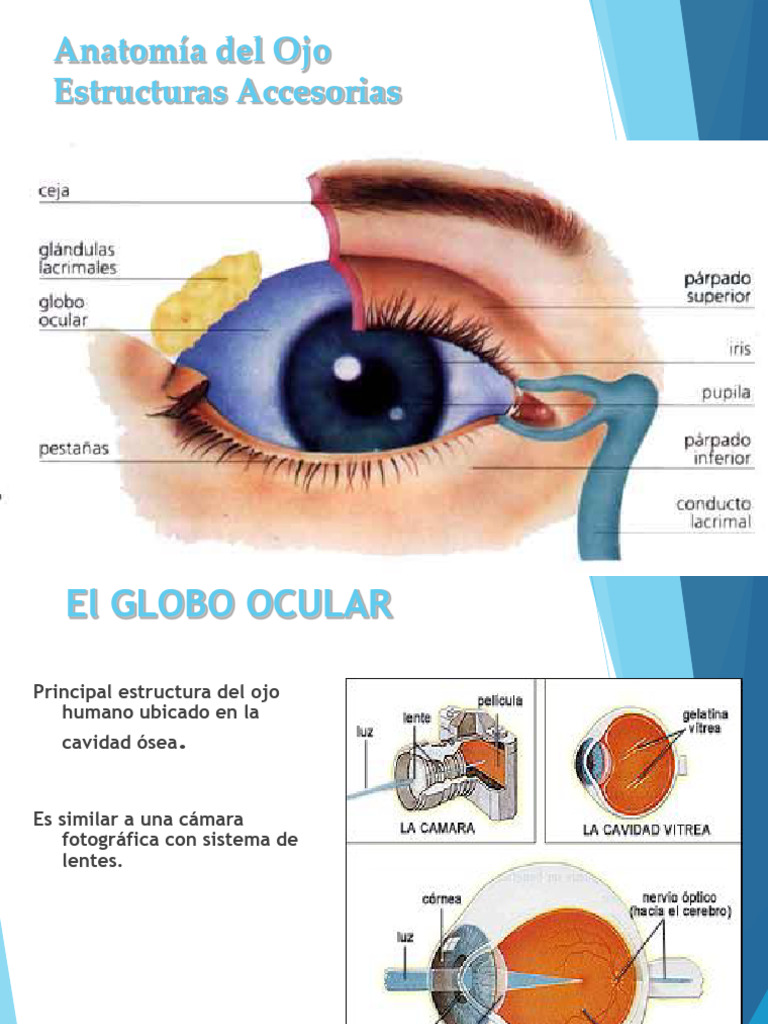 01 - Clase 1 - El Ojo y La Visión - Trabajo en Clases | PDF | Ojo ...