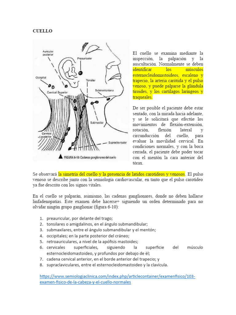 CUELLO | PDF | Sistema musculoesquelético | Cabeza y cuello humanos