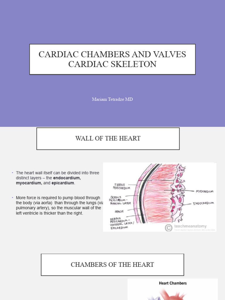 Cardiac Chambers Valves Cardiac Skeleton | PDF | Heart Valve | Atrium ...