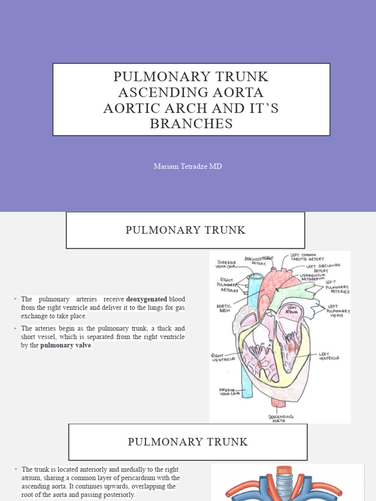 Pulmonary Trunk Ascending Aorta, Aortic Arch and Its Branches | PDF ...
