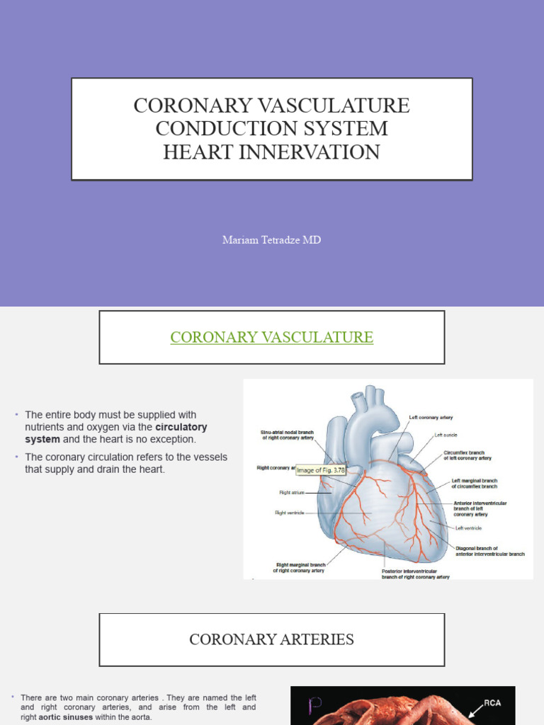 Coronary Vasculature Cardiac Conductive System Heart Innervation | PDF ...