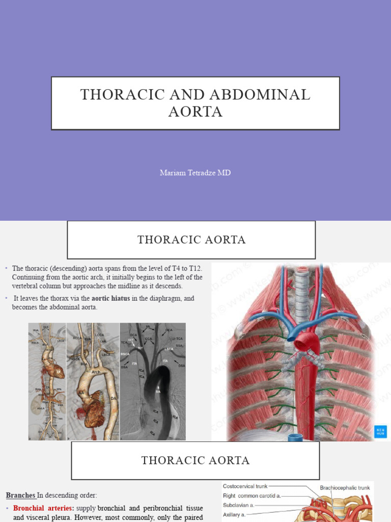 Thoracic and Abdominal Aorta | PDF | Aorta | Large Intestine
