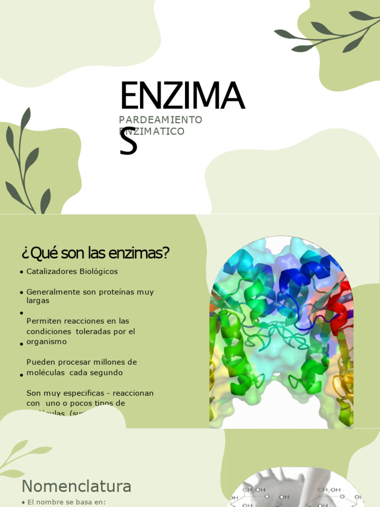 Diapositivas Enzimas 3 | PDF | Enzima | Catálisis