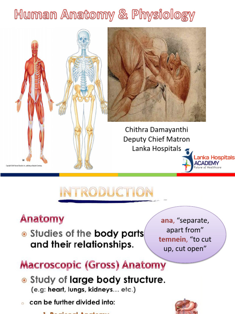 Nanatomy | PDF | Human Body | Blood