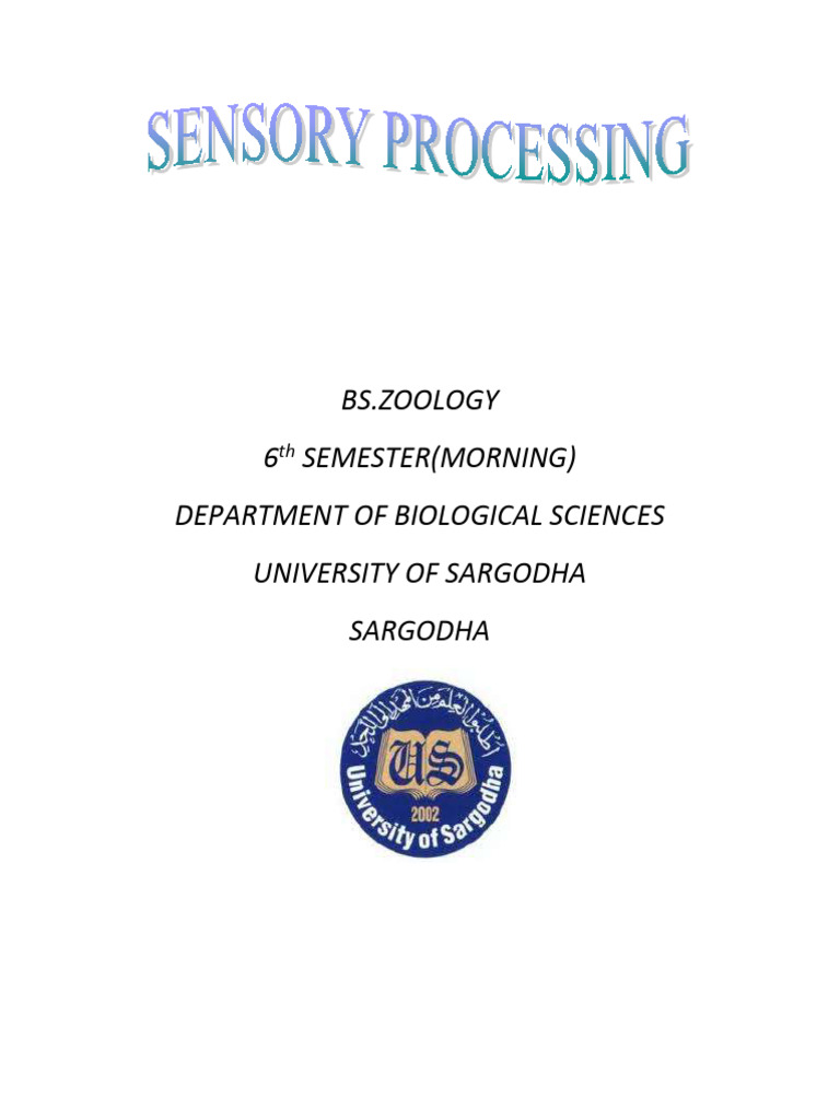 The Sensory Processing | PDF | Senses | Somatosensory System