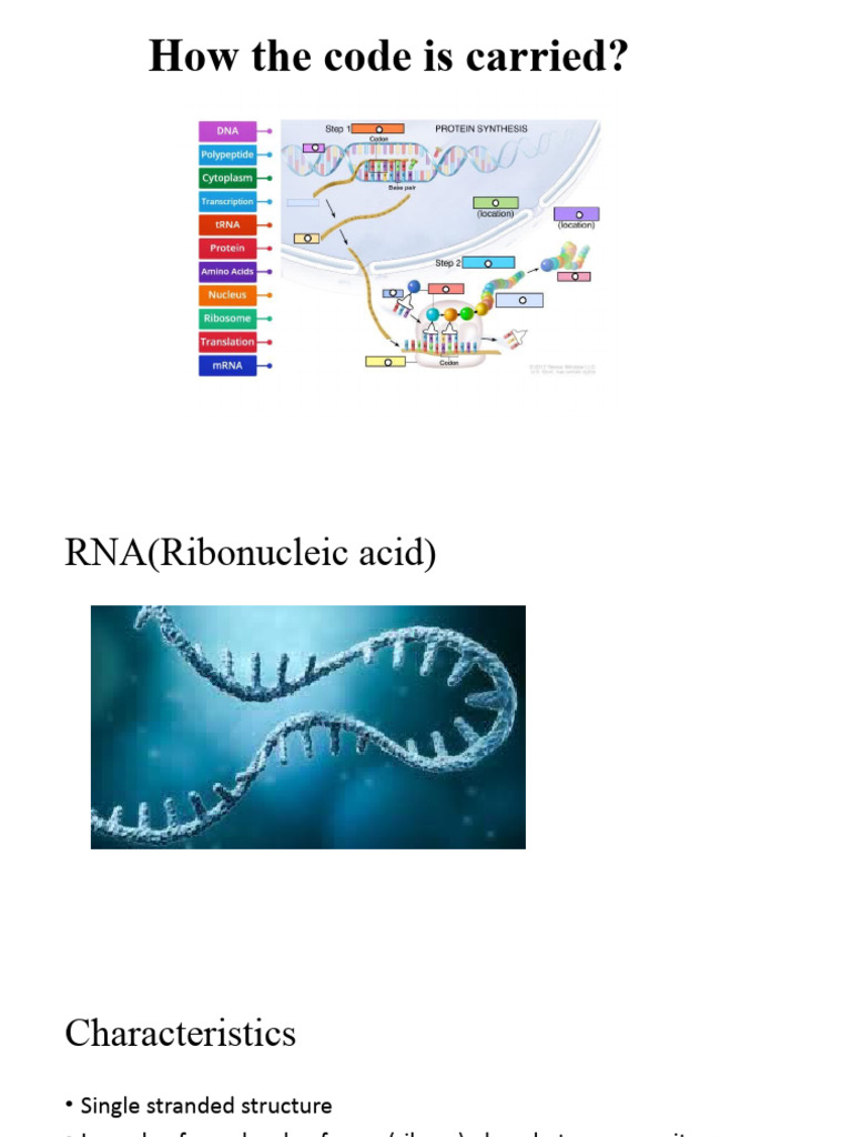 How The Code Is Carried | PDF | Cell (Biology) | Rna