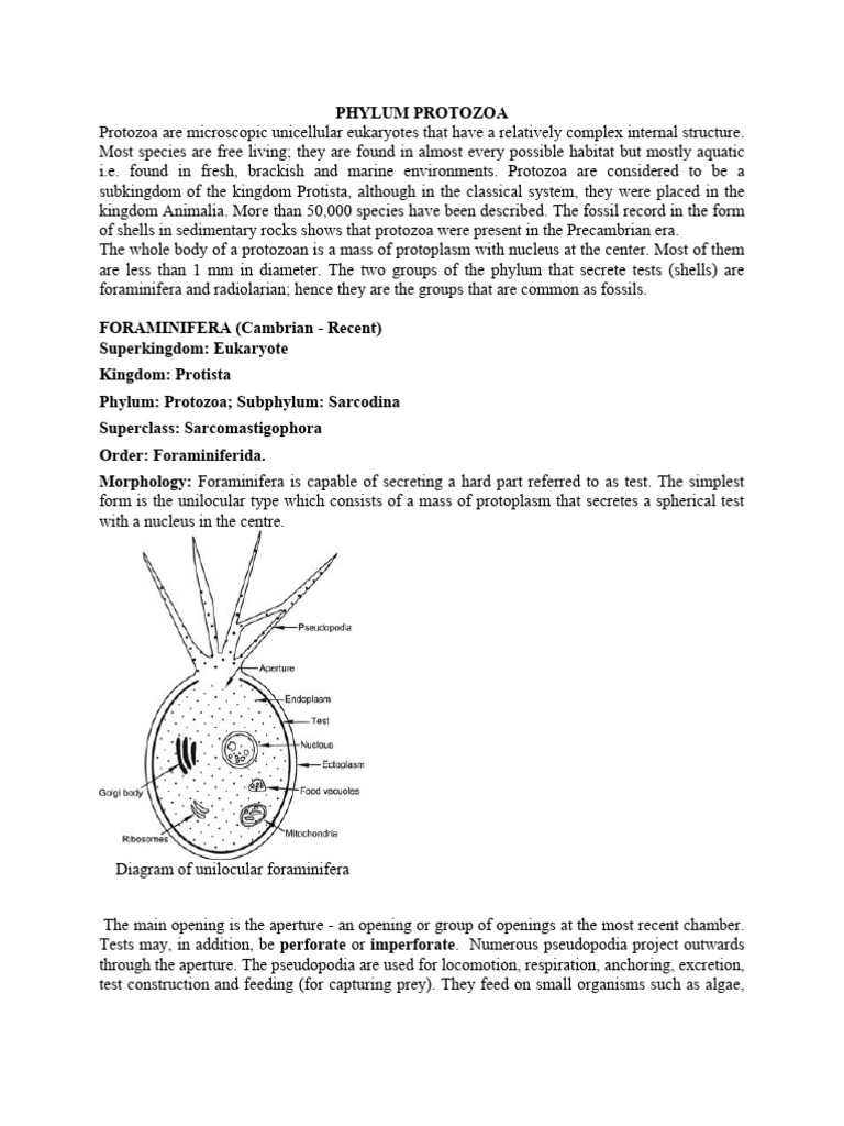GEY 204 - Invertebrate Paleontology I | PDF | Sponge | Protozoa