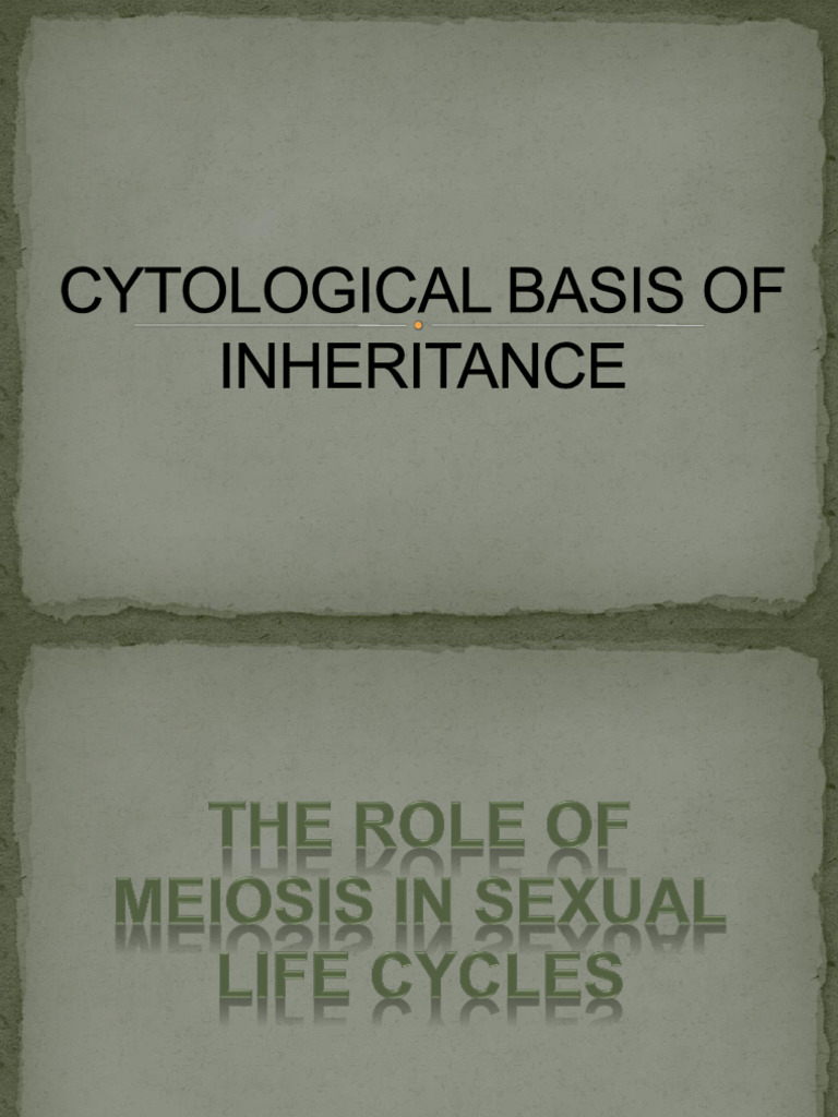 GB2 Cell Cycle | PDF | Meiosis | Ploidy