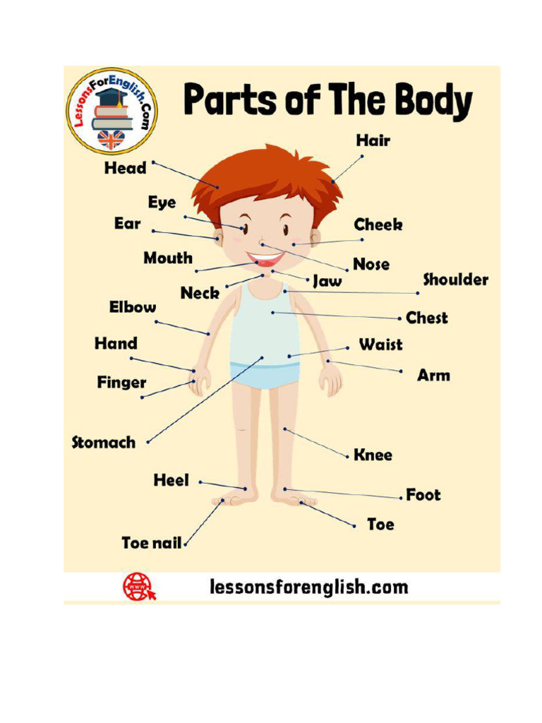 Parts of The Body | PDF