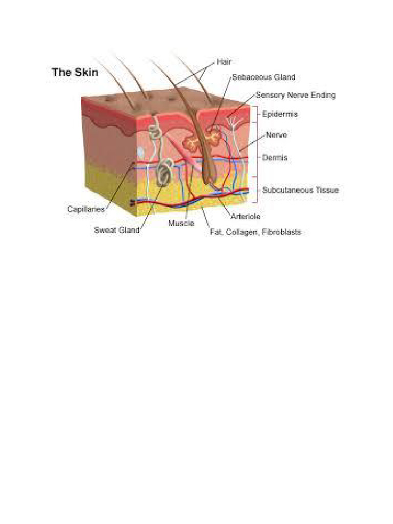 parts of skin | PDF