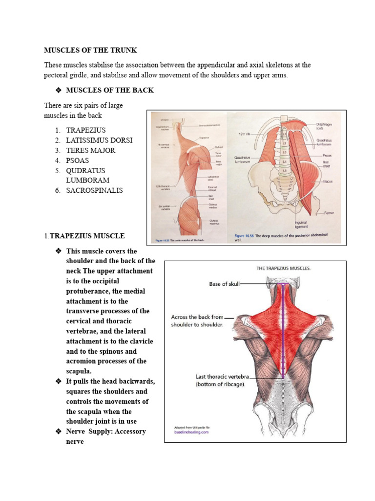Muscles of The TRUNK | PDF | Abdomen | Vertebra