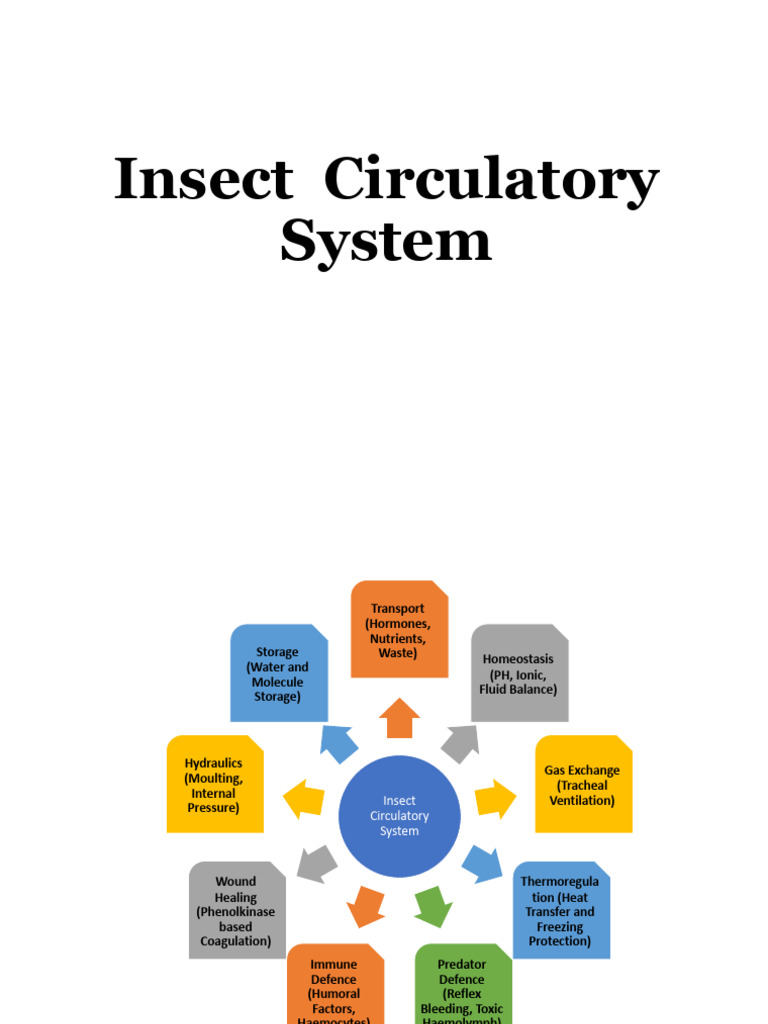 Insect Circulatory System | PDF | Heart | Aorta