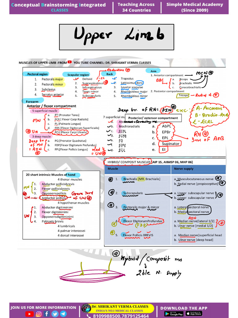 Upper Limb | PDF | Neuroanatomy | Musculoskeletal System