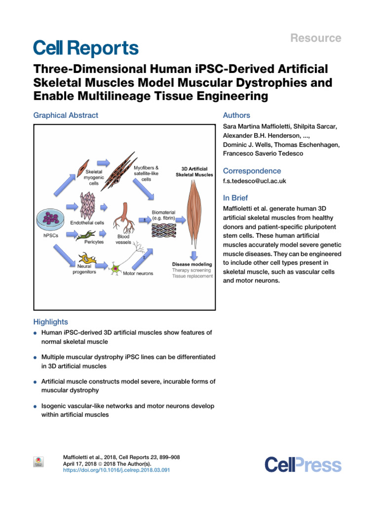 Three-Dimensional Human iPSC-Derived Artificial Skeletal Muscles Model ...