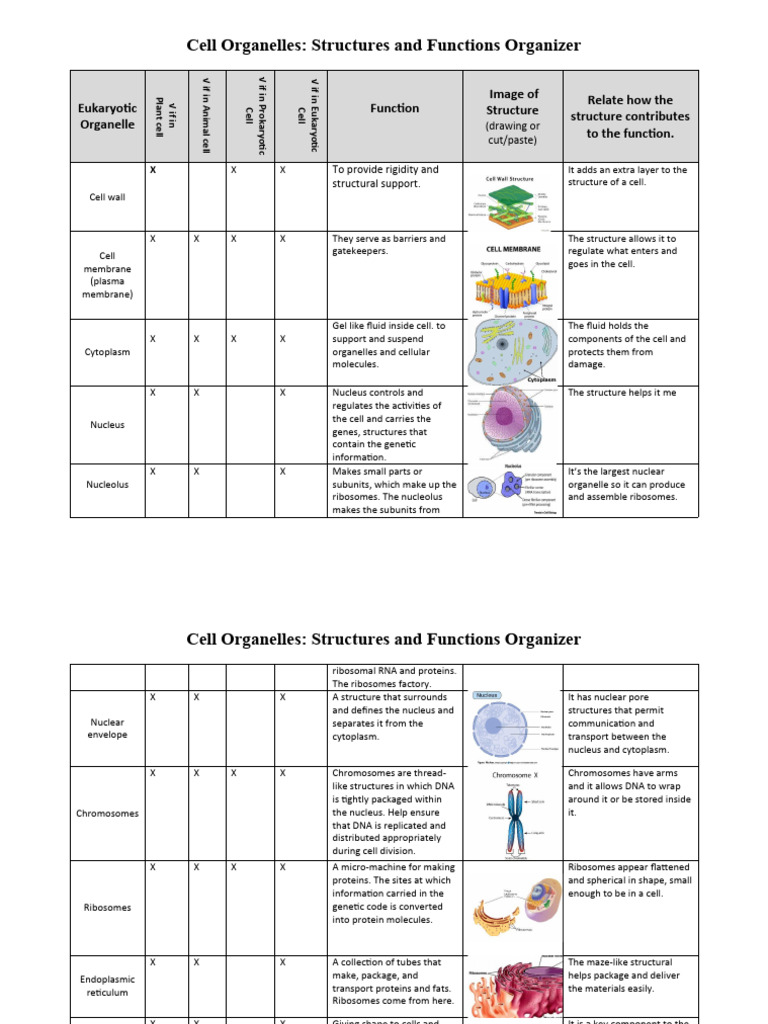 Cell Organelle Structure and Function | PDF | Cell (Biology) | Cell Nucleus