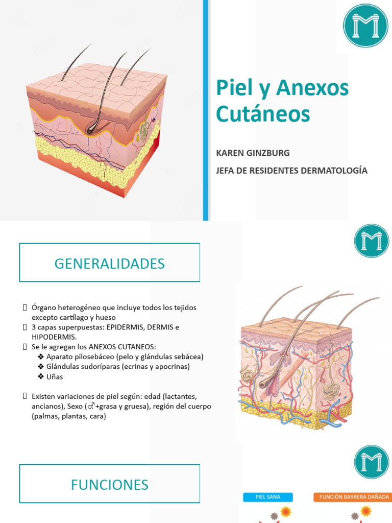 Piel y Anexos Cutáneos | PDF | Piel | Epidermis
