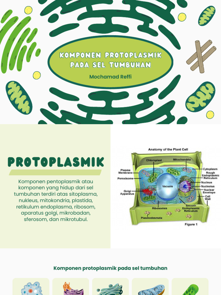Komponen Protoplasmik Pada Sel Tumbuhan | PDF