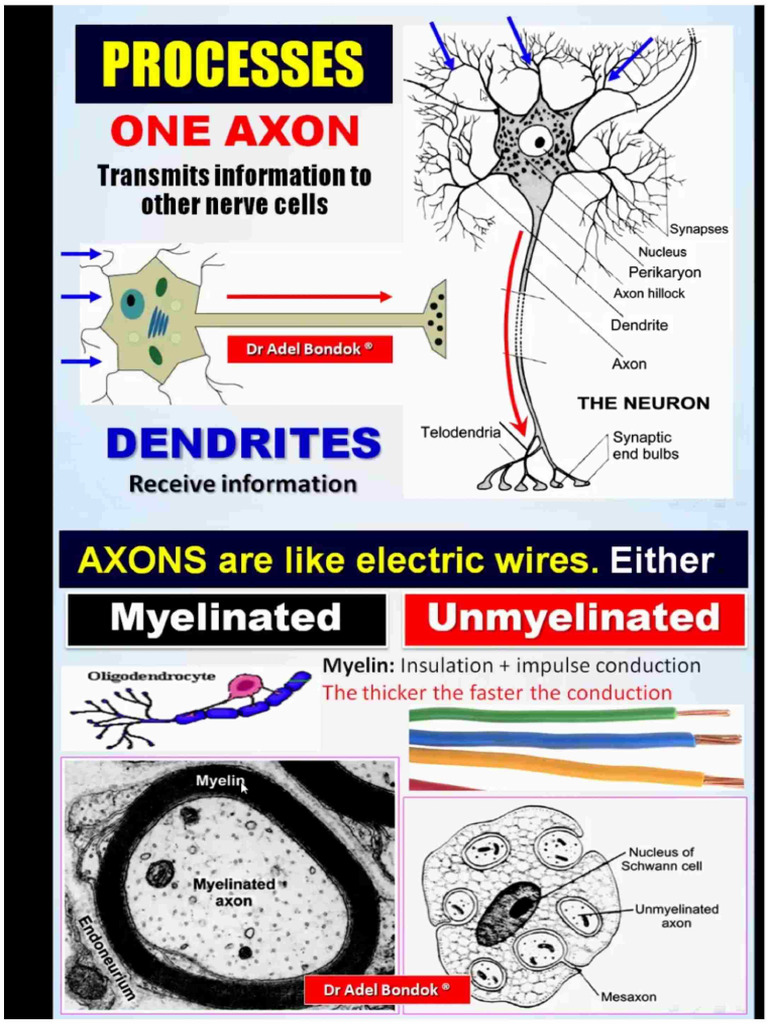 Dr. Adel Neuro Notes | PDF