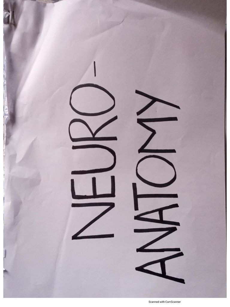 NEUROANATOMY - Muneeb's Notes | PDF