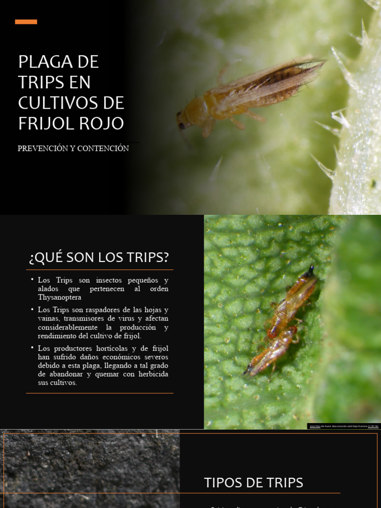Plaga de Trips en Cultivos de Frijol Rojo | PDF | Insectos | Agricultura