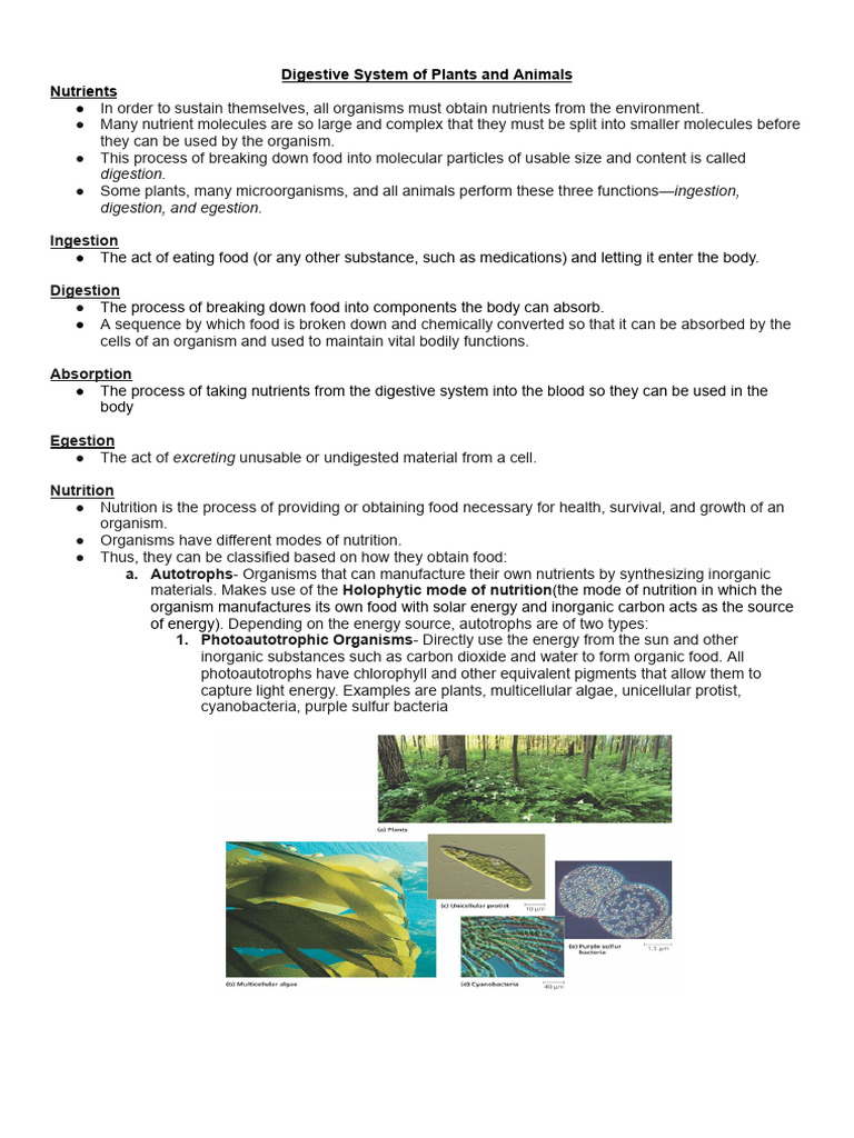 Week 3 Digestive System | PDF | Digestion | Nutrition