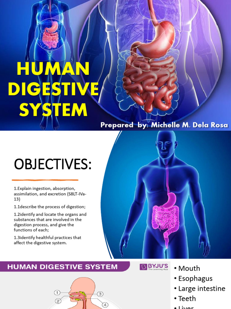 Human Digestive System | PDF | Digestion | Stomach