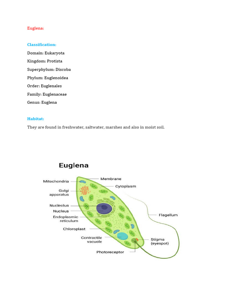 Euglena | PDF