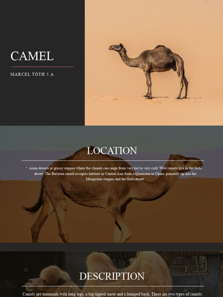 CAMEL | PDF