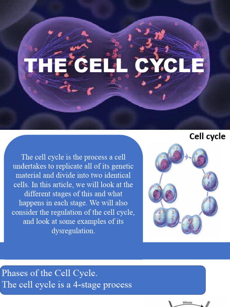 Cell Cycle | PDF | Mitosis | Cell Cycle