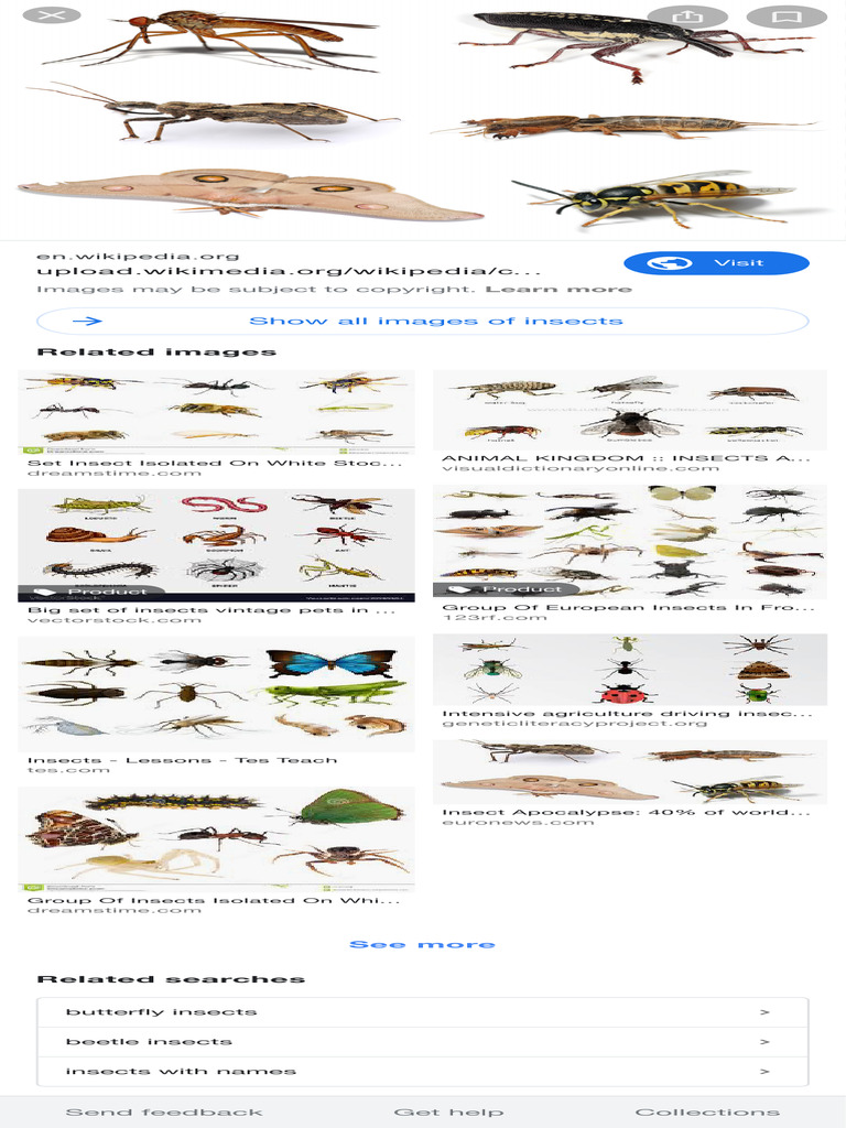 Insects - Google Search | PDF | Insects | Invertebrate