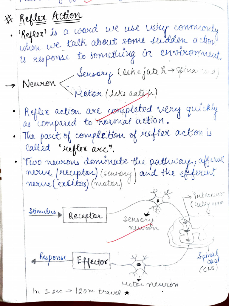 Biology Notes | PDF