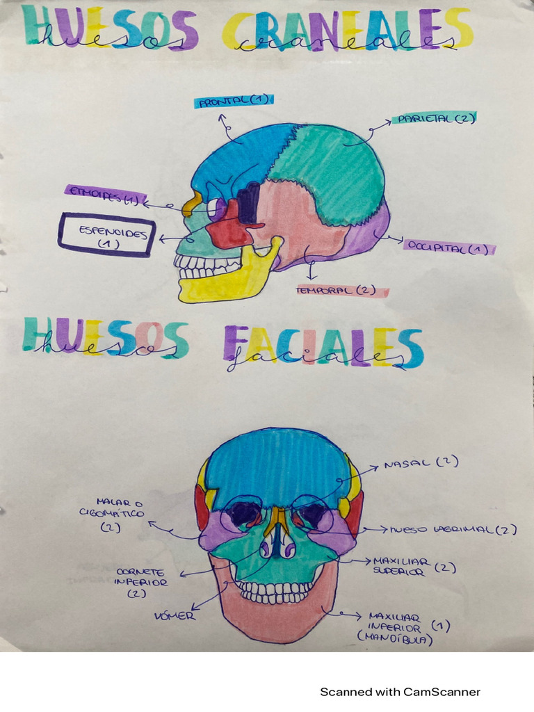 Dibujos Tao - Delfina Avalos | PDF