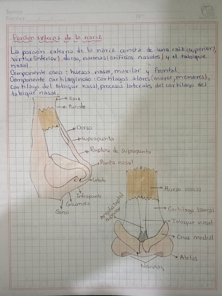 Resumen Anatomia de La Nariz | PDF