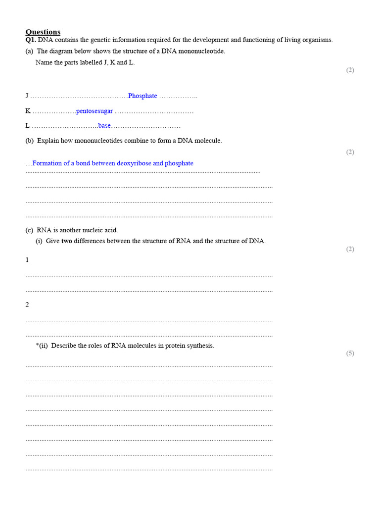 Exam Questions (The Structure of DNA and RNA) | Download Free PDF | Dna ...