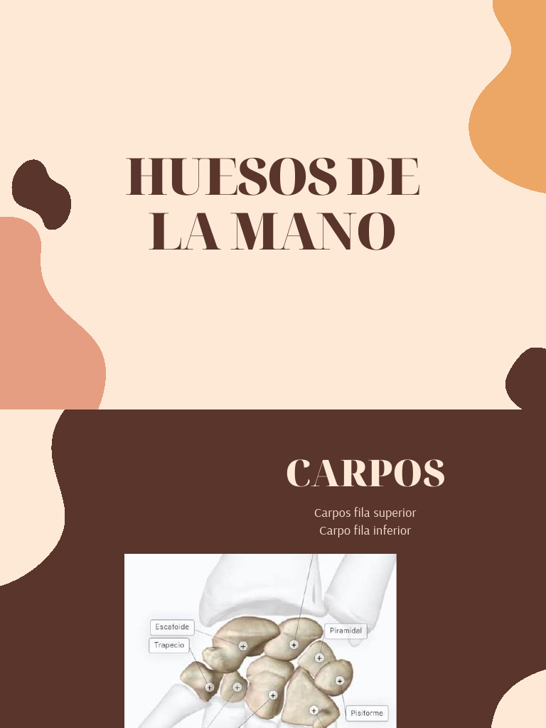 CARPOS | PDF | Mano | Anatomía