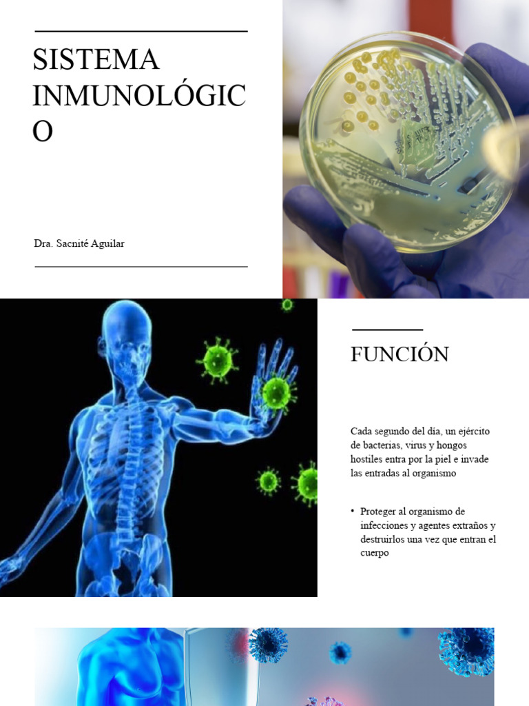 Sistema Inmunitario | PDF | Sistema inmune | Linfocitos