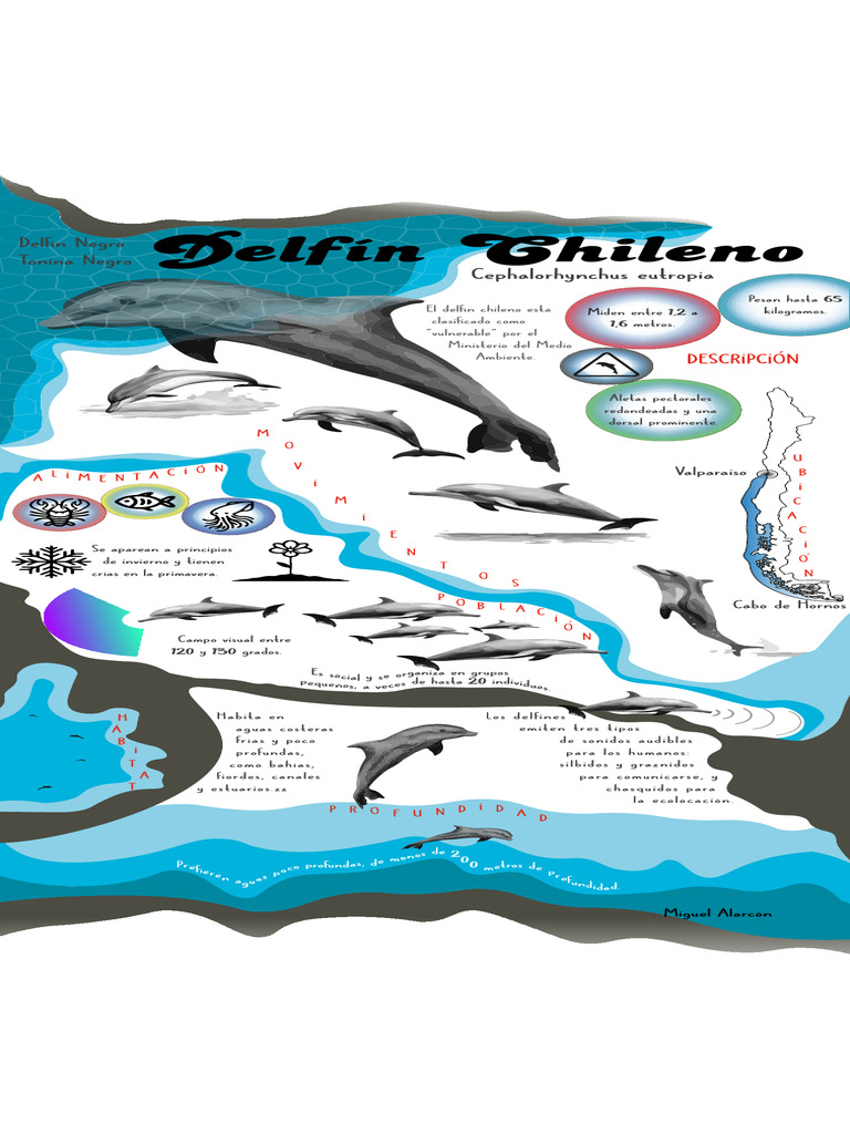 Delfín infografía - Miguel Alarcón | PDF | Ballenas dentadas | Delfín