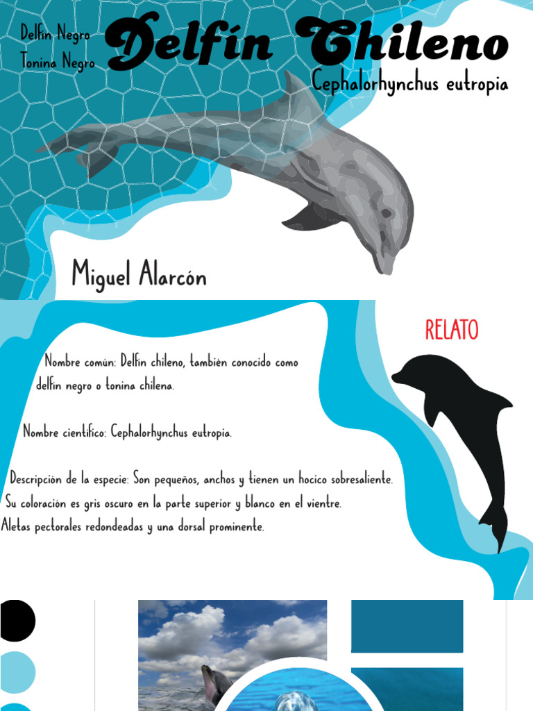 Delfín Chileno: Hábitos y Características | PDF | Zoología | Cetáceos