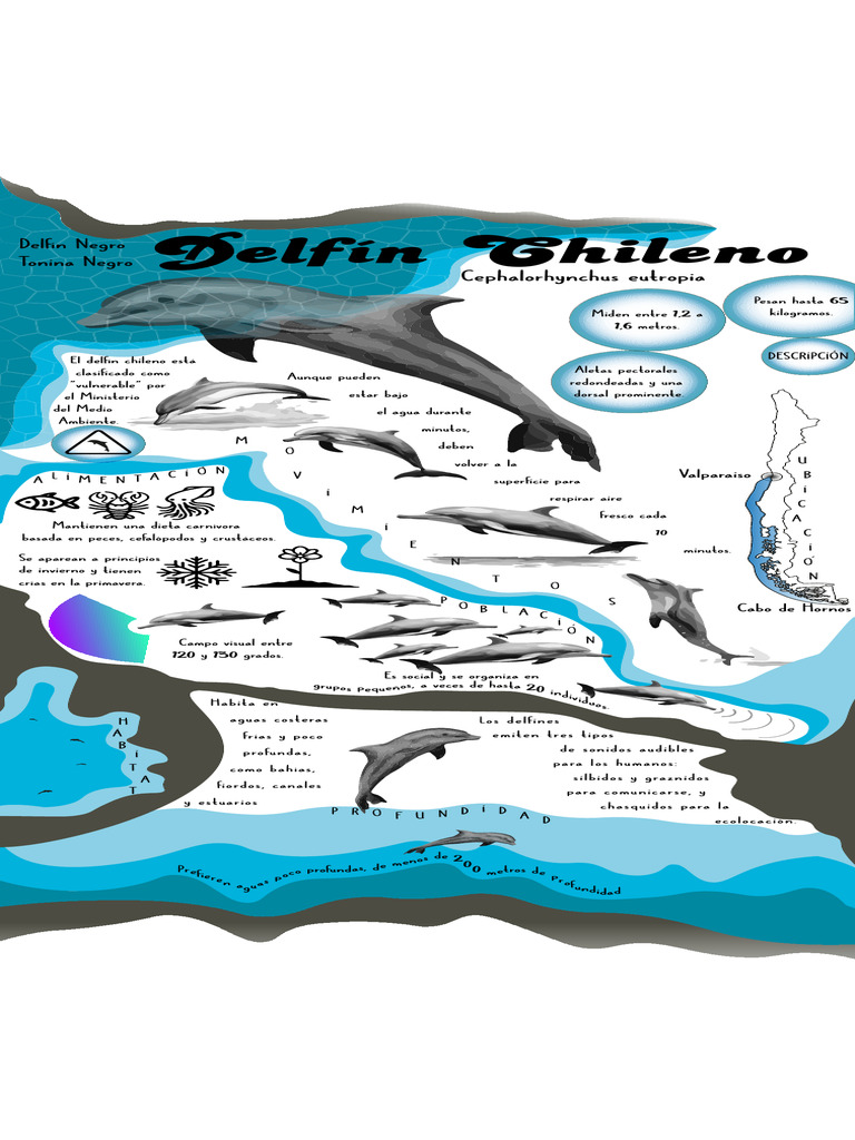 Delfín infografía | PDF | Zoología | Delfín