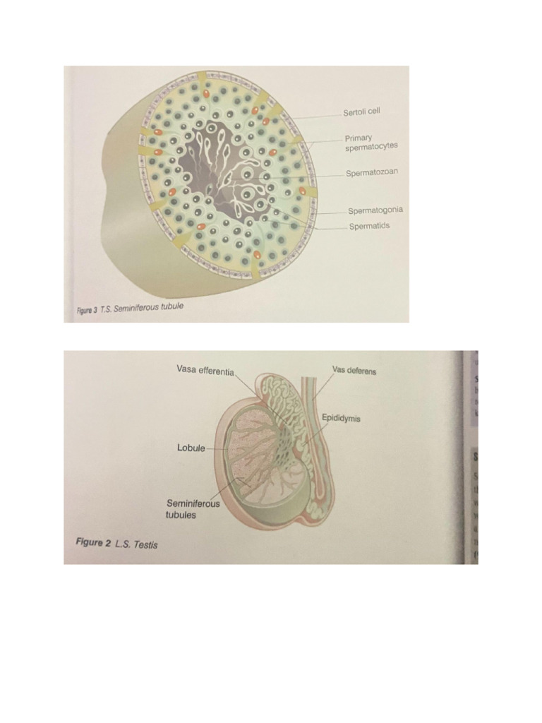 Reproduction Biology | PDF