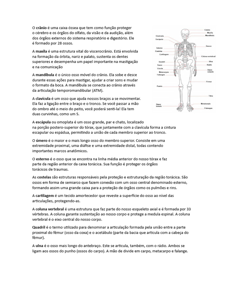 Esqueleto Pdf Coluna Vertebral Osso
