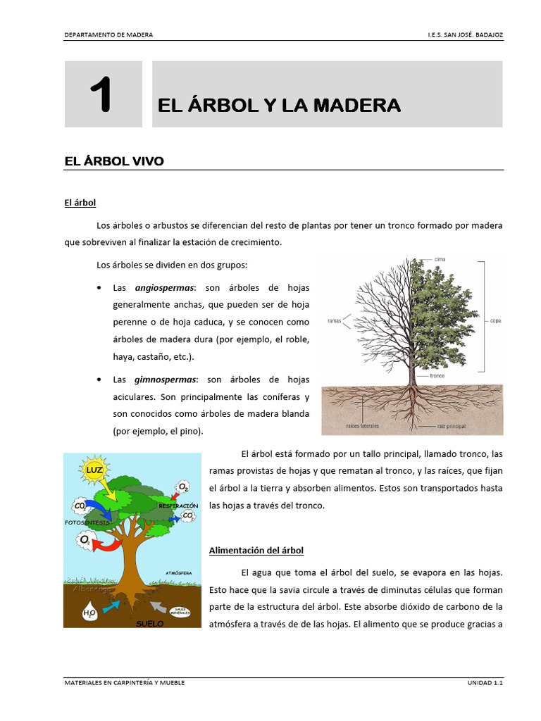 Tema 1. El Arbol | PDF | Arboles | Tallo de la planta