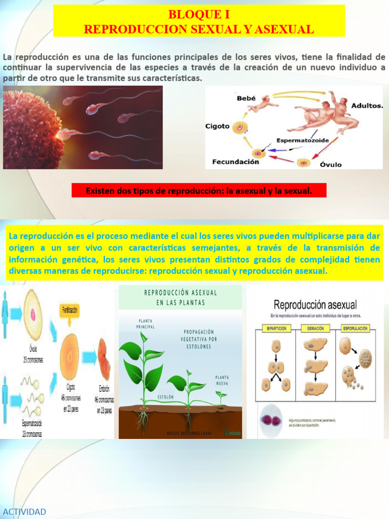 Bloque I Reproduccion Sexual y Asexual | Descargar gratis PDF | Cáncer | Reproducción sexual