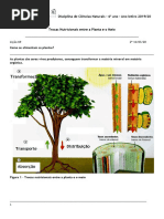 seiva-bruta-e-seiva-elaborada-resumo-pdf-casa-e-jardim