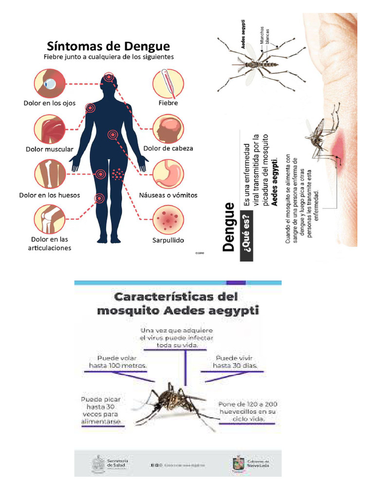 Dengue Informativo | PDF