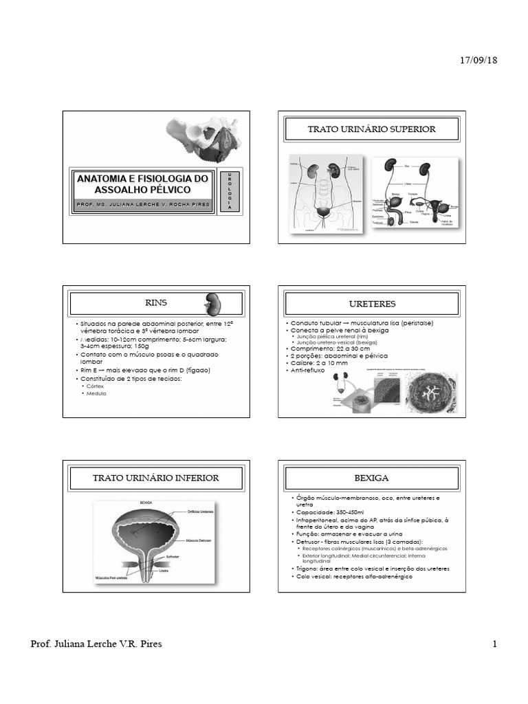 Assoalho Pélvico | PDF | Pélvis | Micção