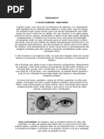 Anatomia e Fisiologia Da Córnea 2 | PDF | Córnea | Endotélio